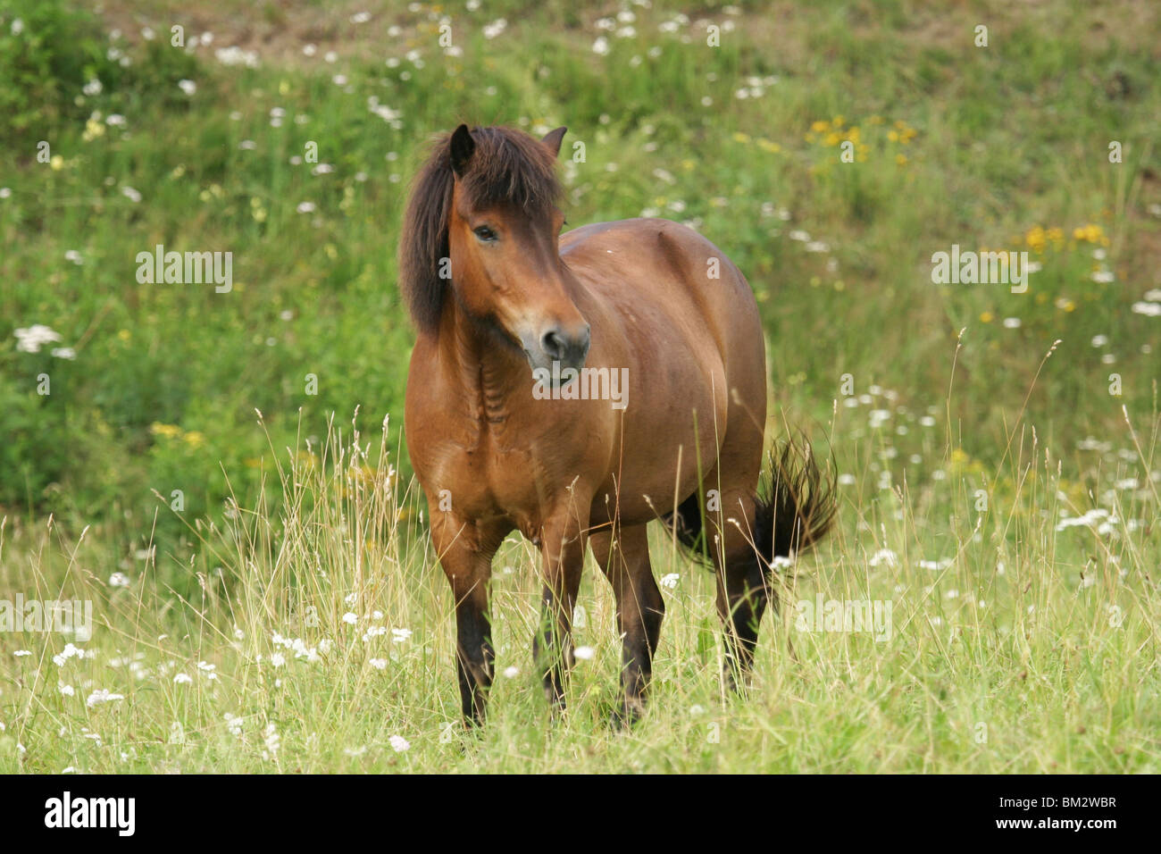 Islandpony auf der Weide Stock Photo - Alamy