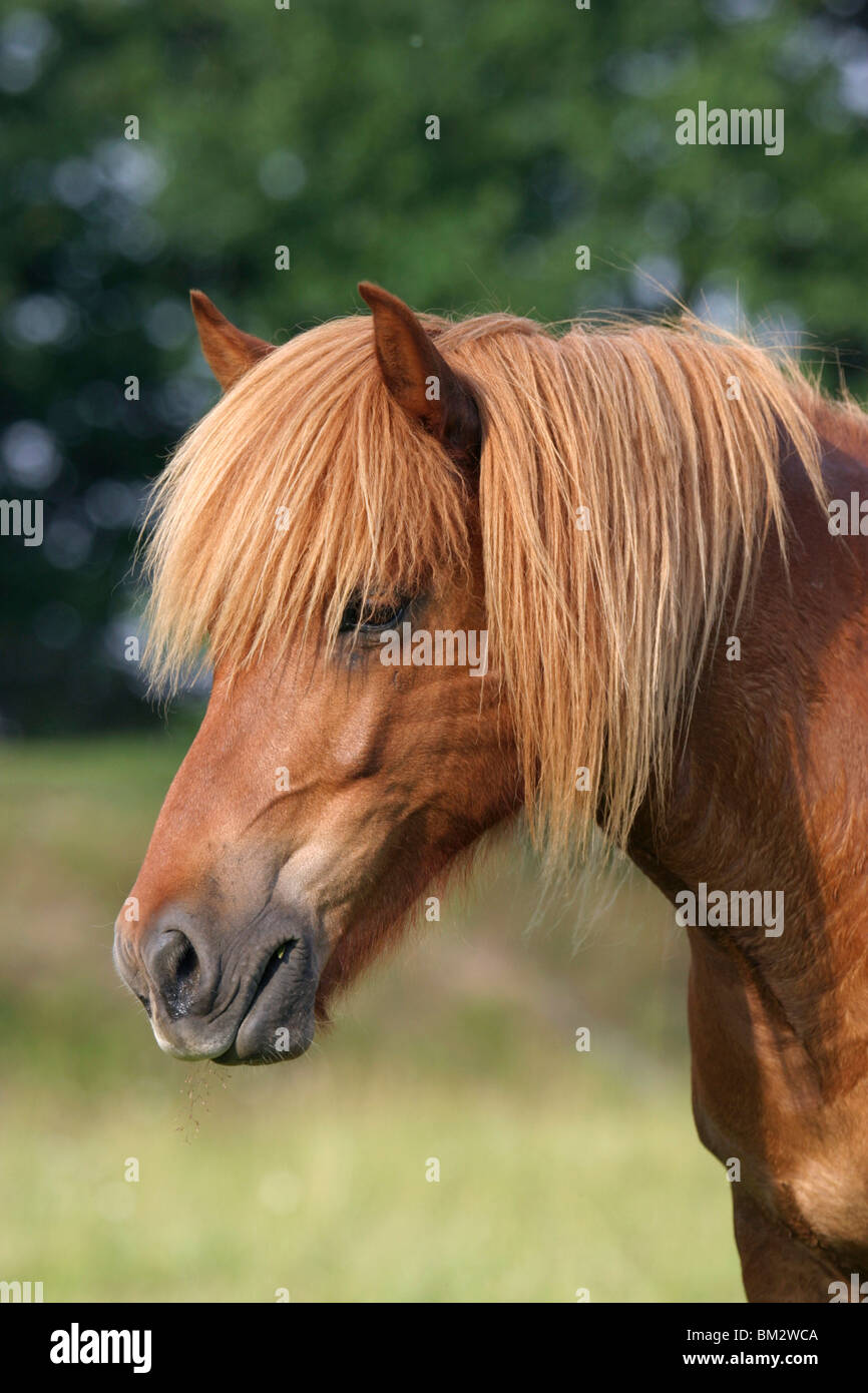 Islandpferd fuchs hi-res stock photography and images - Alamy