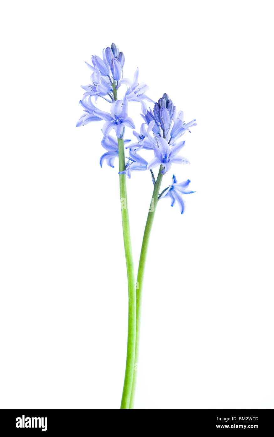 Close up two stems hi-res stock photography and images - Alamy