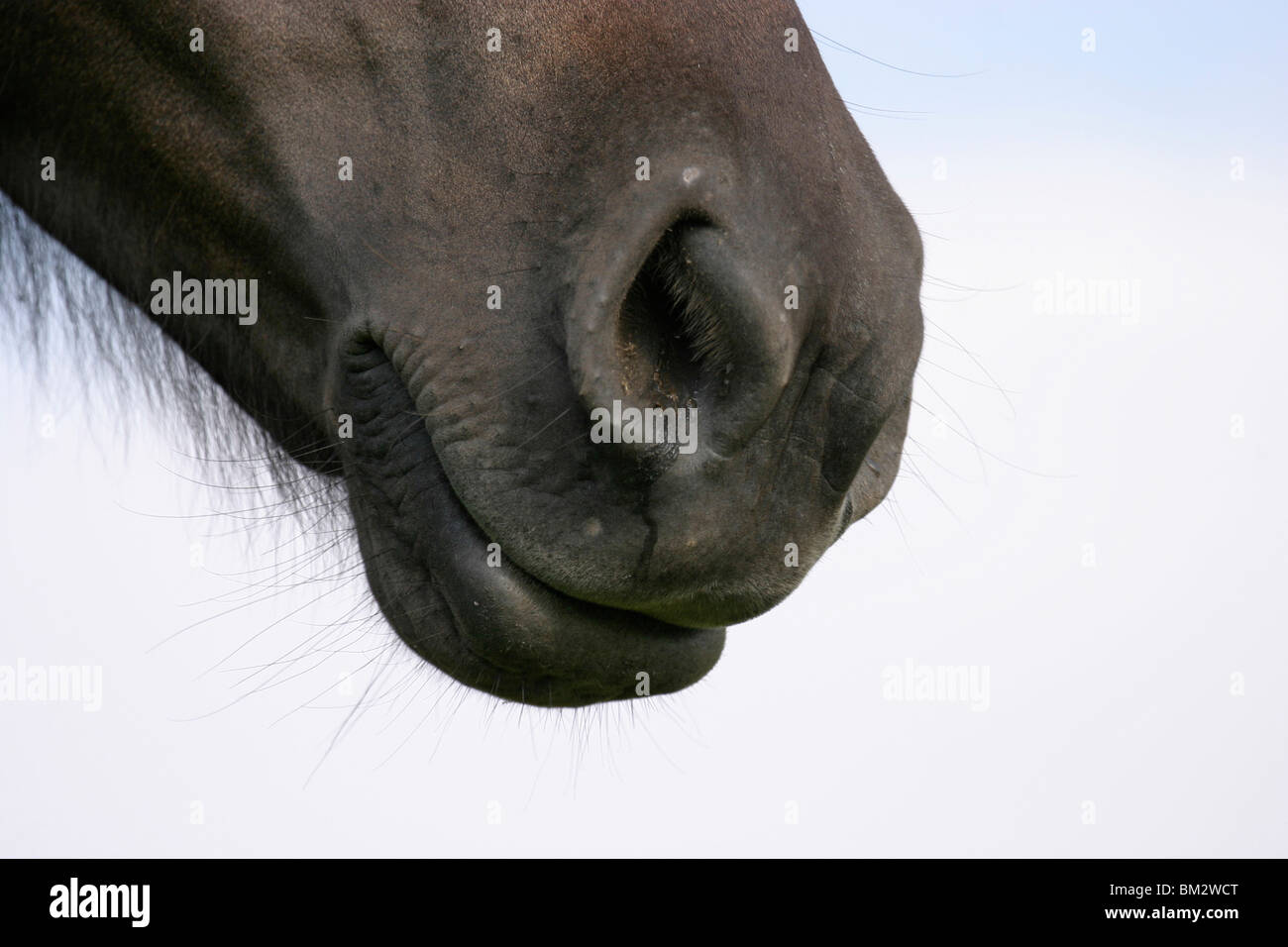 Pferdemaul hi-res stock photography and images - Alamy