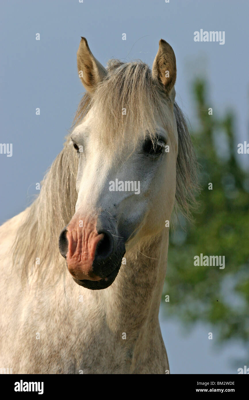 weißes Pferd im portrait / white horse head Stock Photo - Alamy