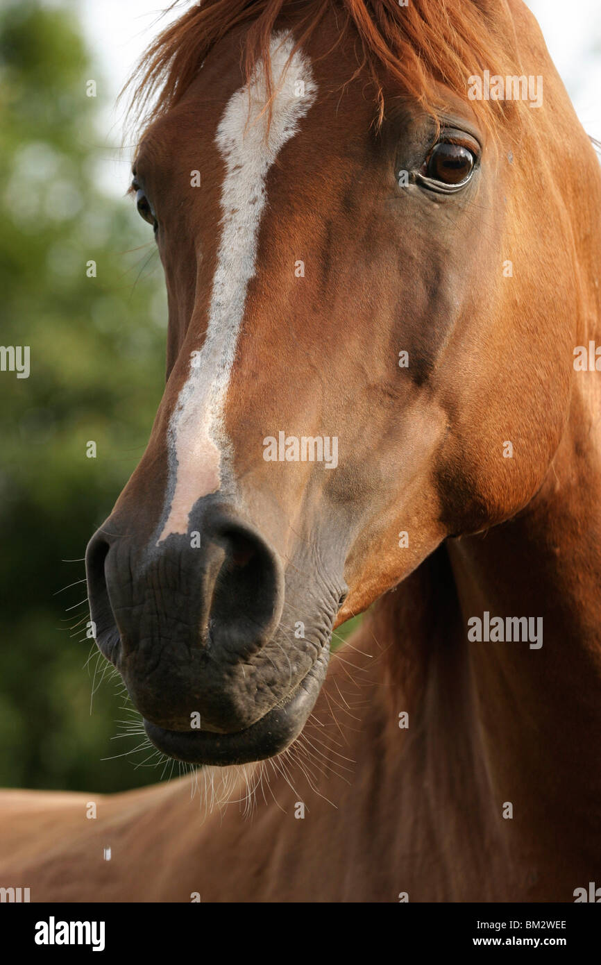 Araber Portrait / arabian horse Stock Photo - Alamy