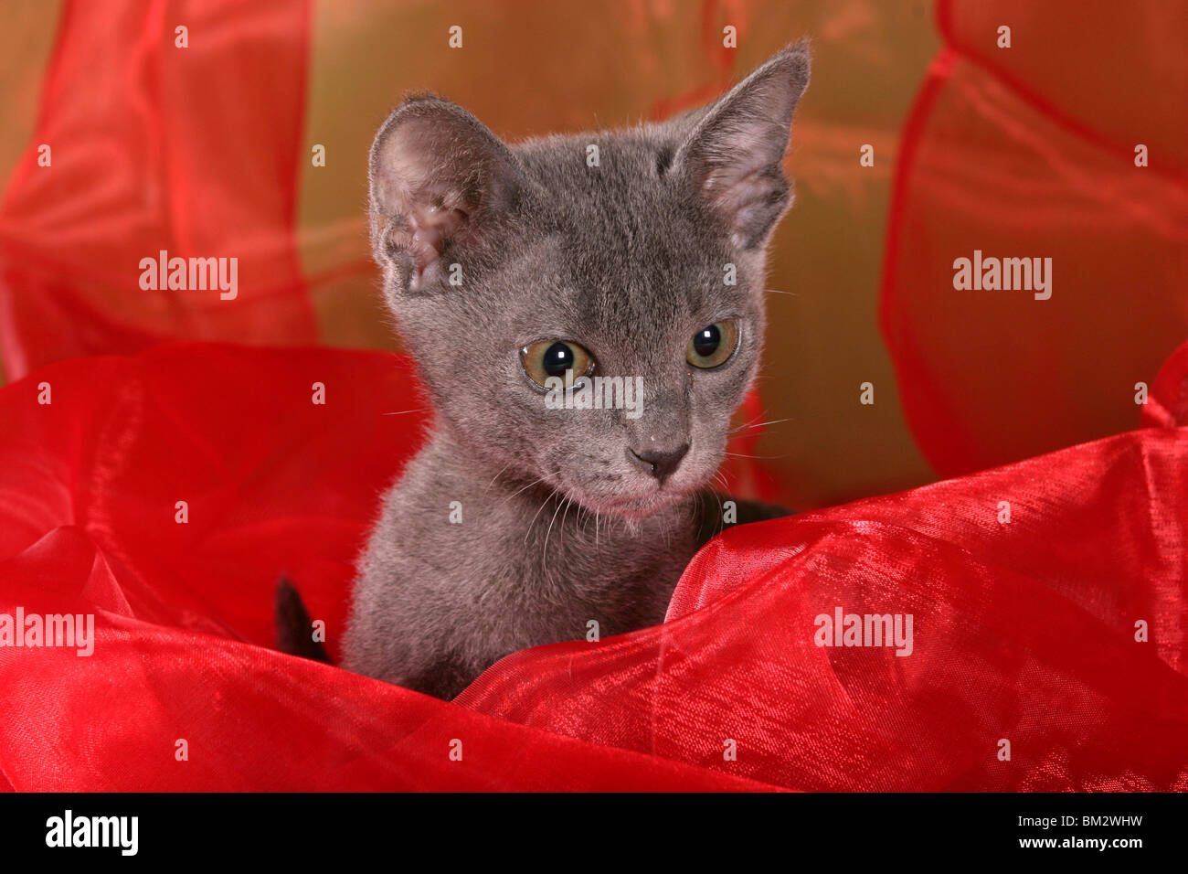 Korat Kätzchen / Kitty Portrait Stock Photo - Alamy
