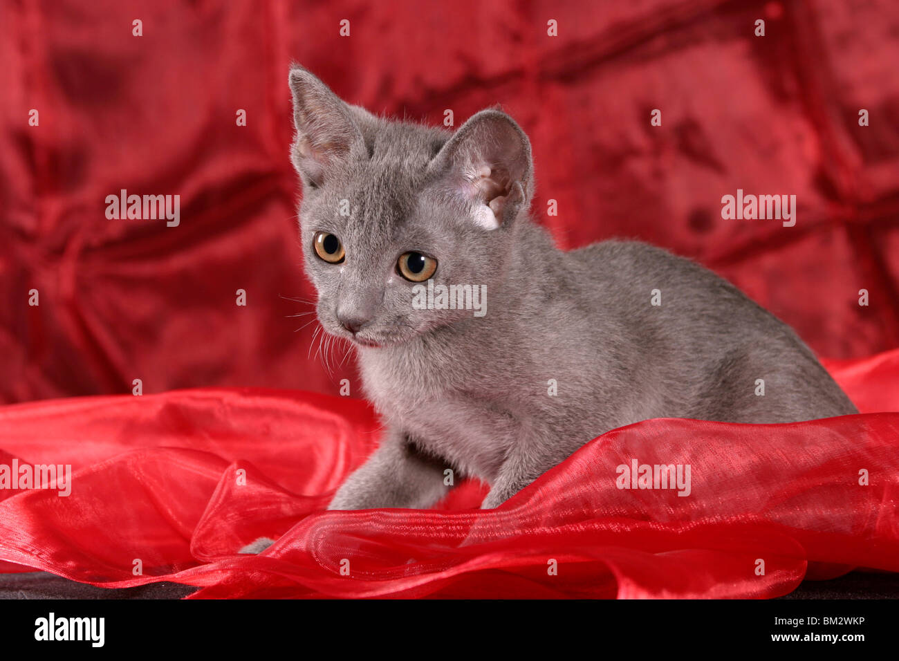 Korat Kätzchen / Kitty Portrait Stock Photo - Alamy