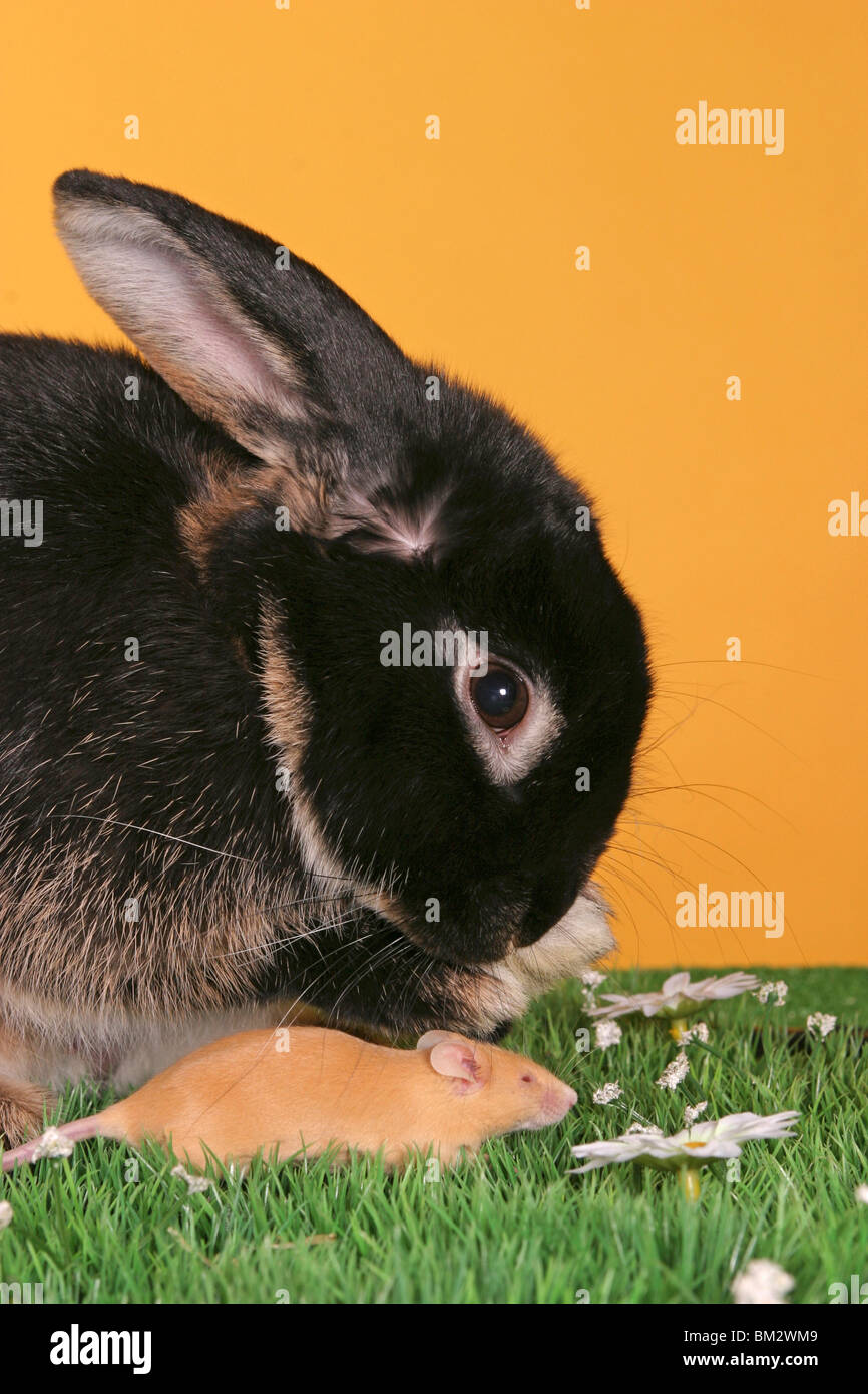 Widder & Maus / bunny & mouse Stock Photo - Alamy