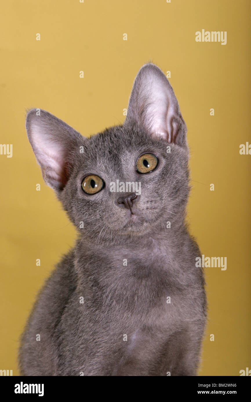 Korat Kätzchen / Kitty Portrait Stock Photo - Alamy