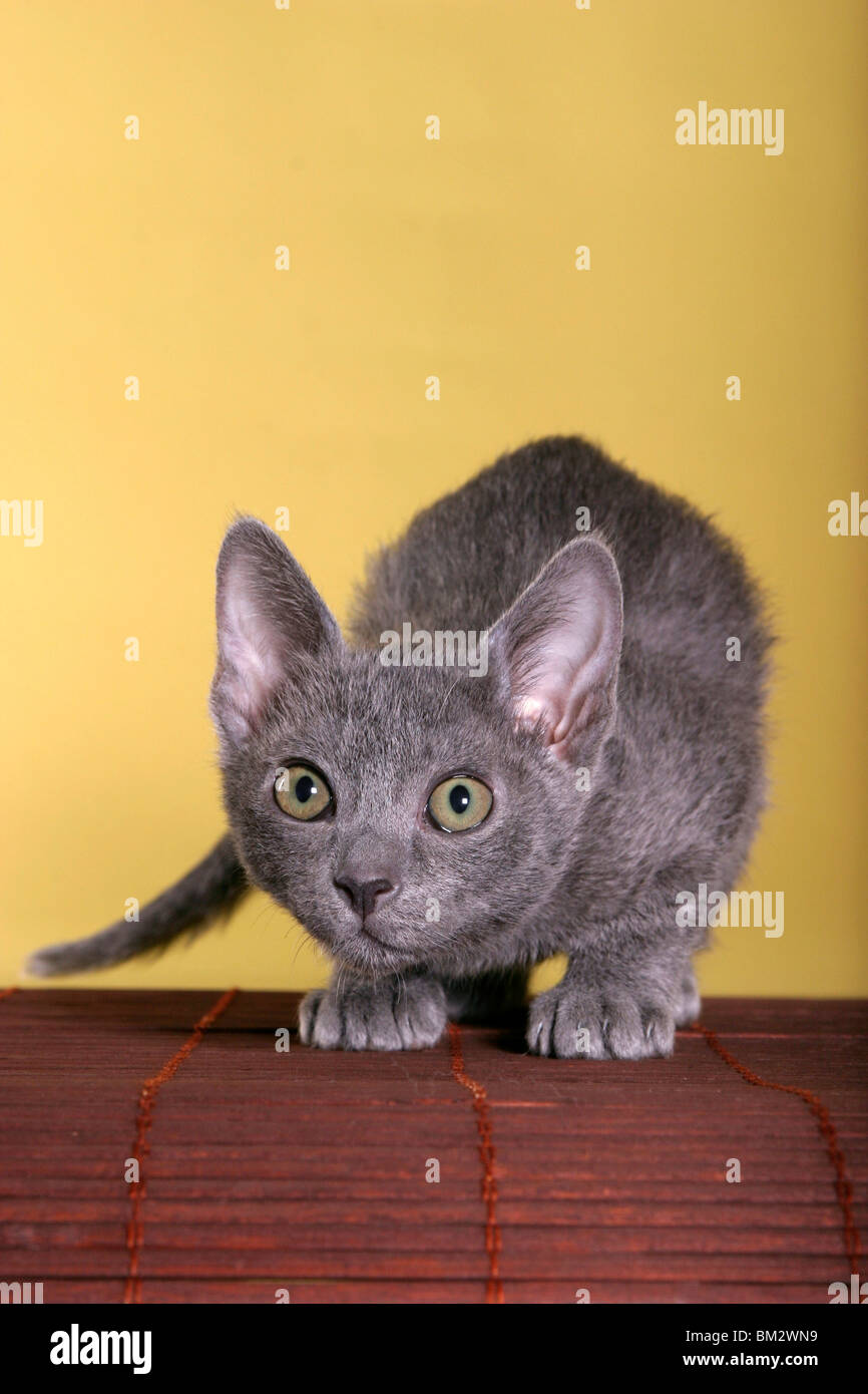 Korat Kätzchen / kitty Stock Photo - Alamy