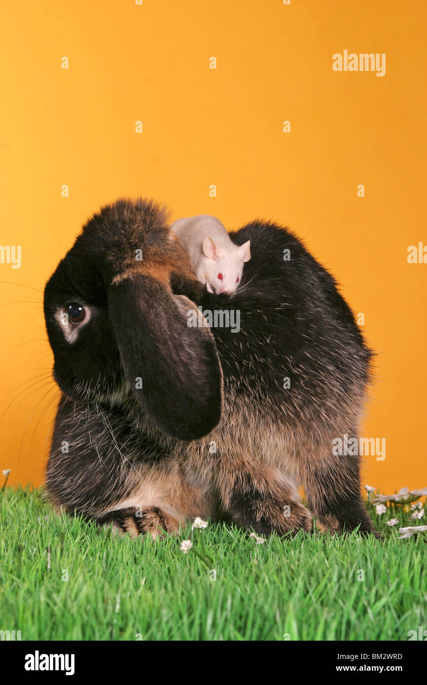 Widder & Maus / bunny & mouse Stock Photo - Alamy