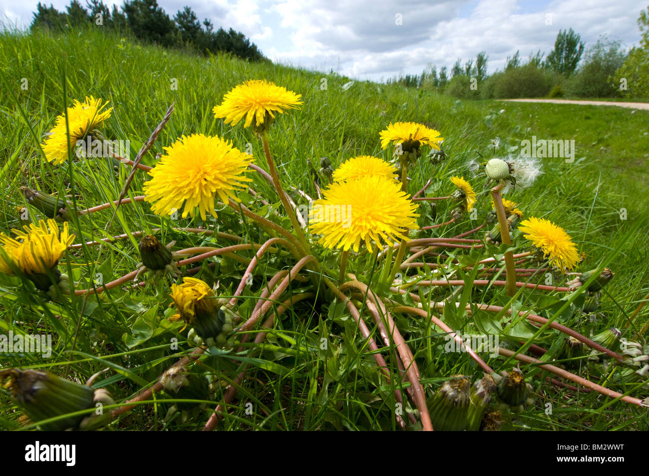 Dandelion flower with bright yellow florets Stock Photo - Alamy