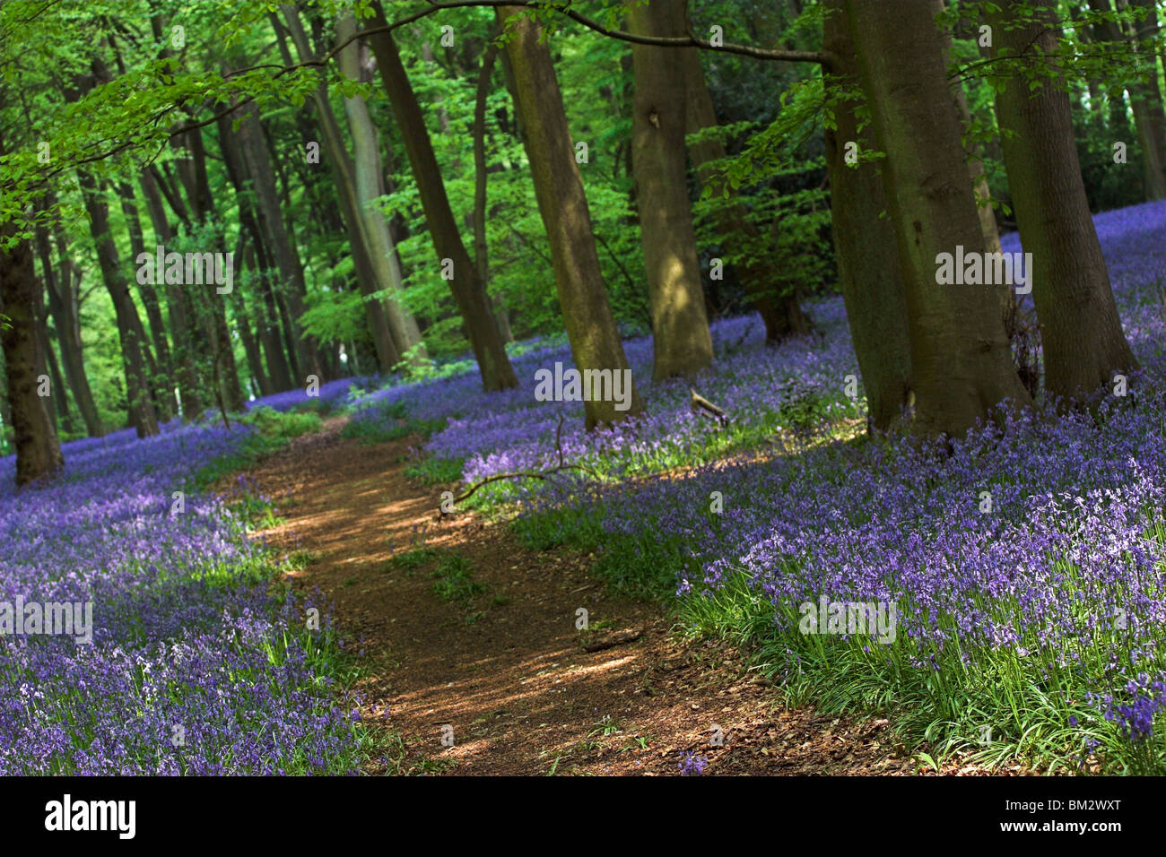 Path leading through bluebell woodland hi-res stock photography and ...