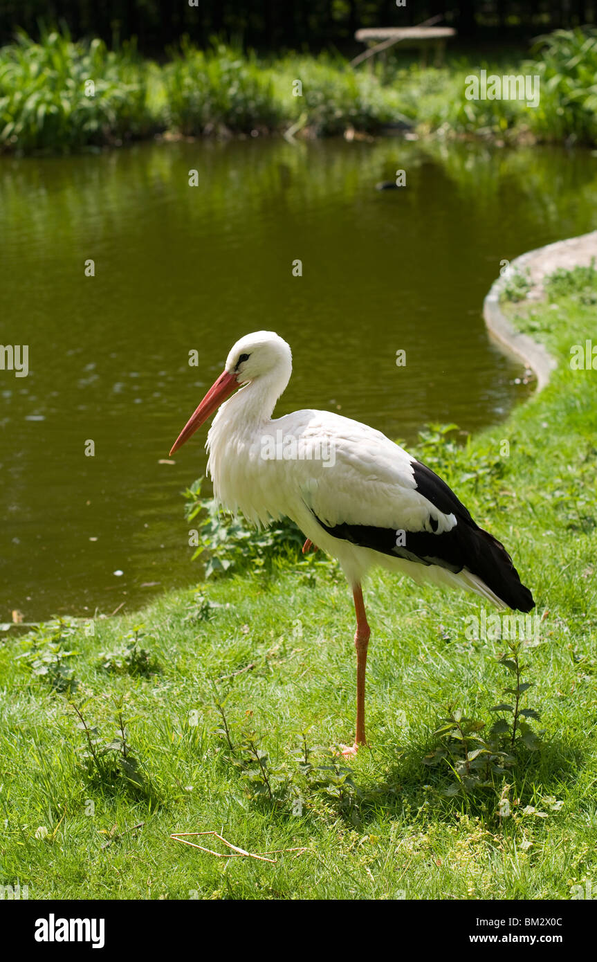 The white stork Stock Photo - Alamy