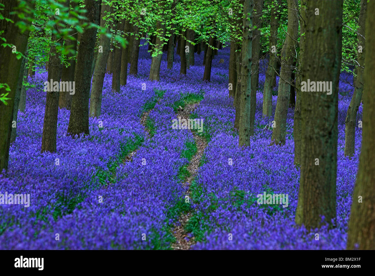 Bluebell wood, path through bluebells, England, UK Stock Photo - Alamy