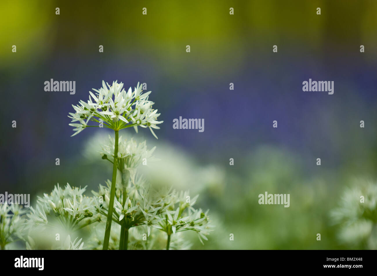 Wild Garlic a damp woodland flower with bluebells in the background ...