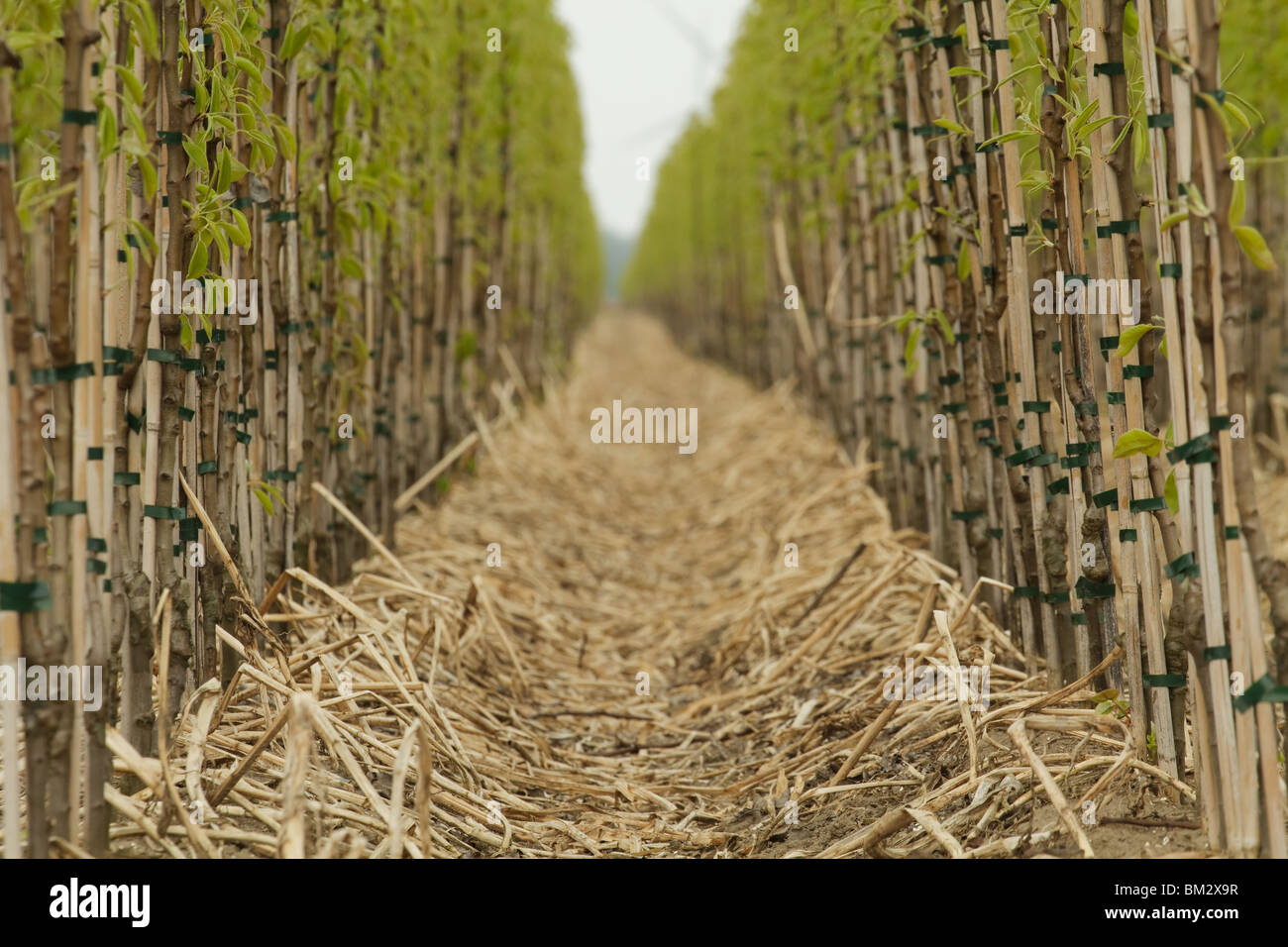 Crop line hi-res stock photography and images - Alamy