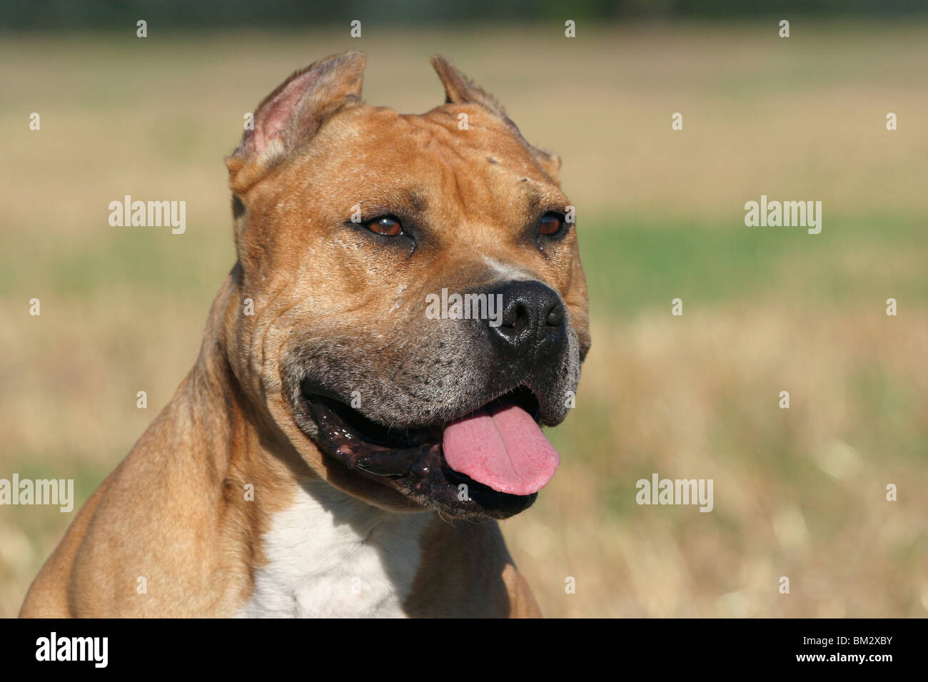 American Staffordshire Terrier Portrait Stock Photo - Alamy