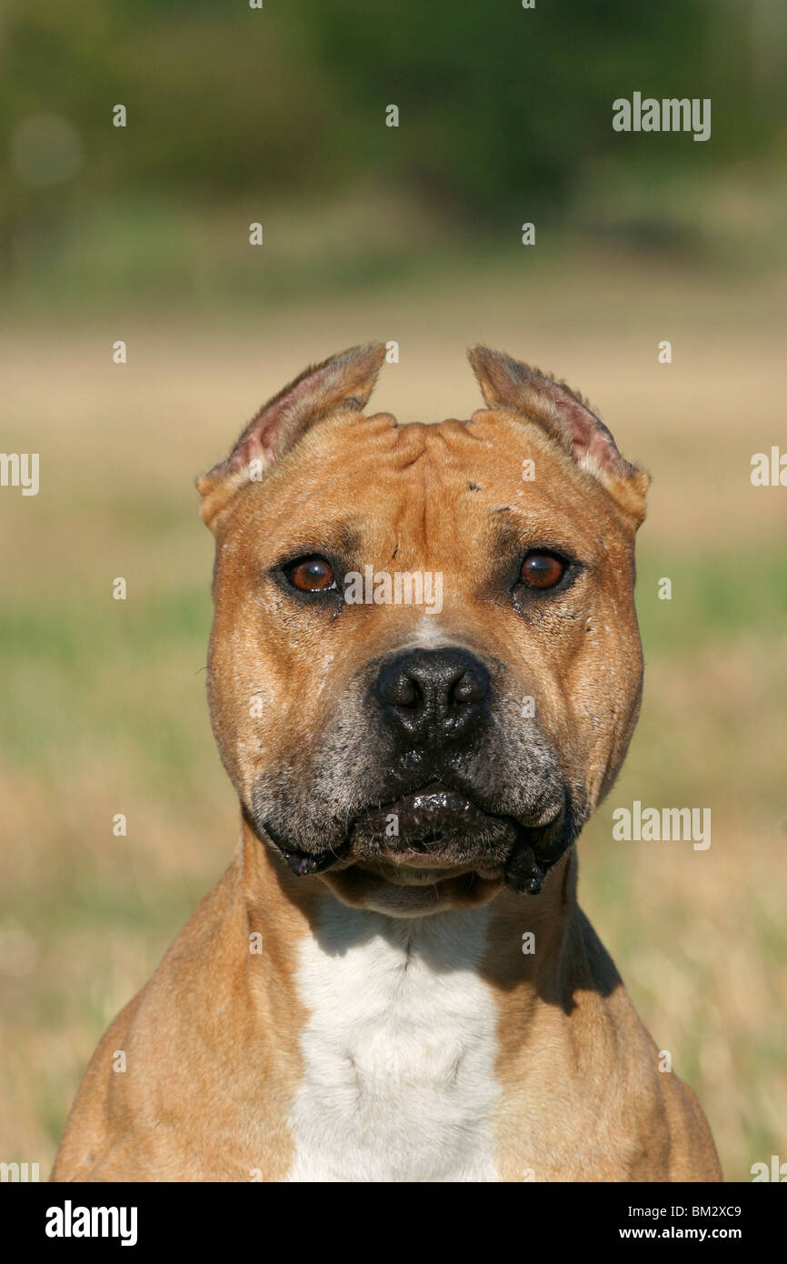 American Staffordshire Terrier Portrait Stock Photo - Alamy