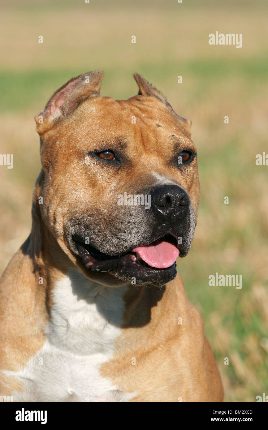 American Staffordshire Terrier Portrait Stock Photo - Alamy