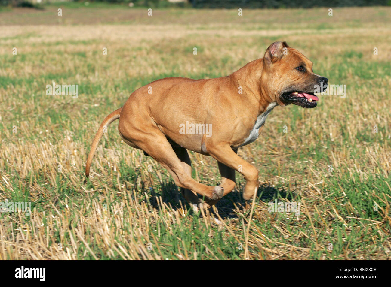 rennender / running American Staffordshire Terrier Stock Photo - Alamy
