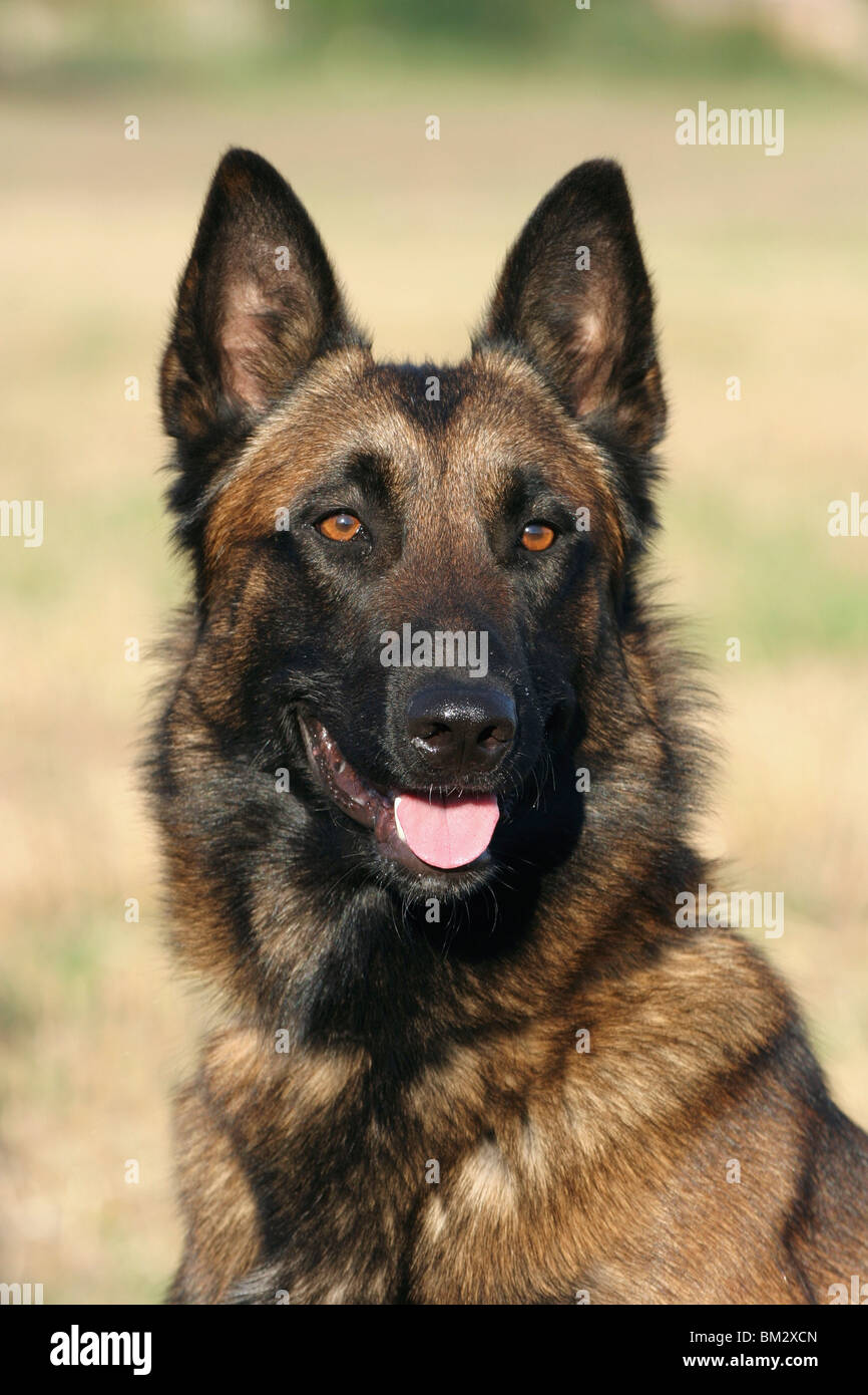 Hund malinois hi-res stock photography and images - Alamy