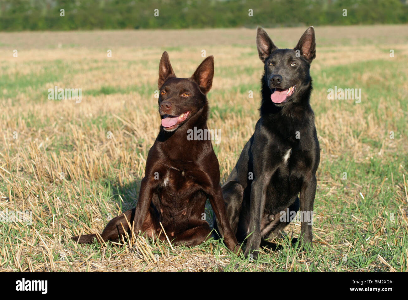 Australischer kelpie sitzend hi-res stock photography and images - Alamy