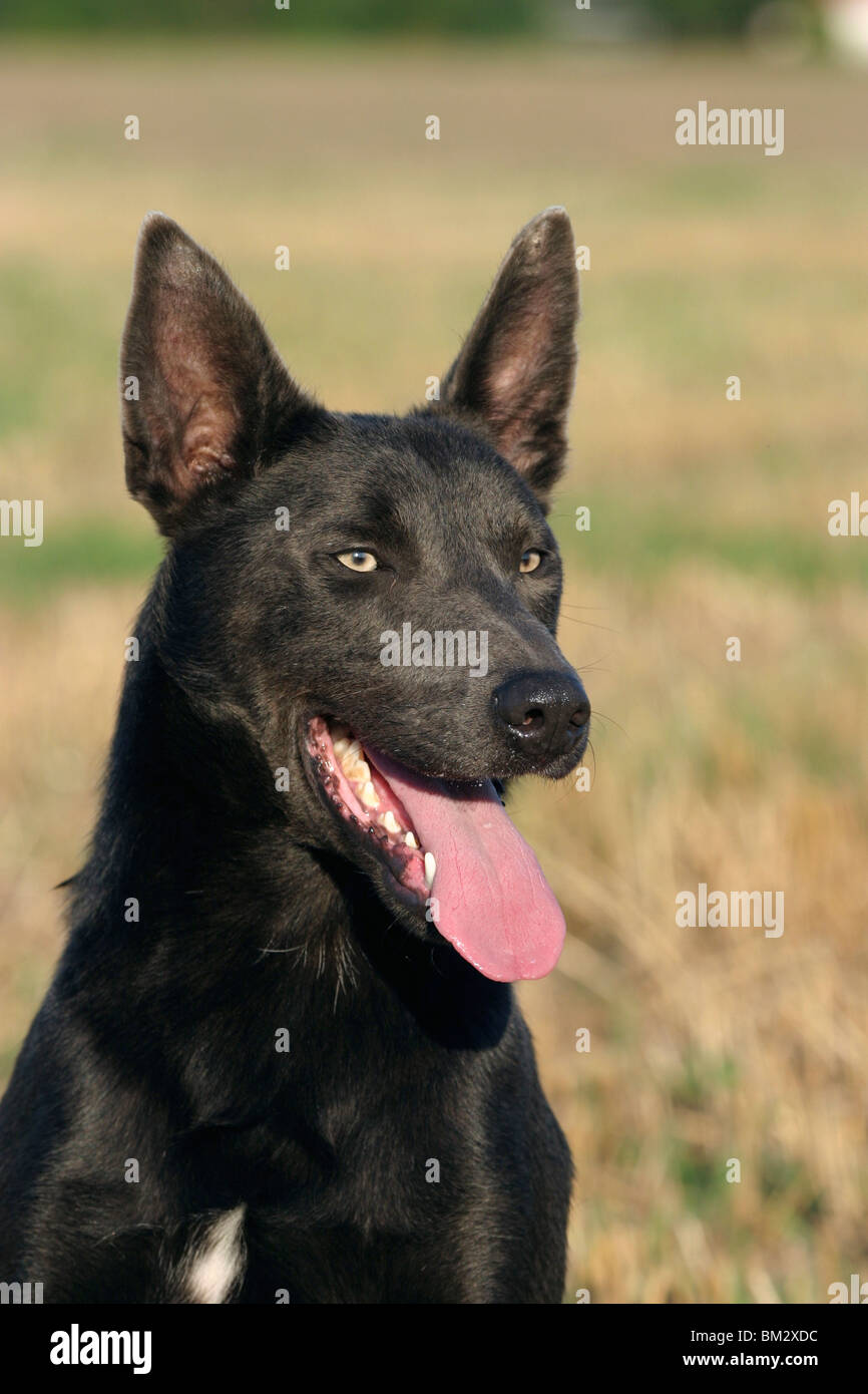 Australian animal animals hi-res stock photography and images - Alamy