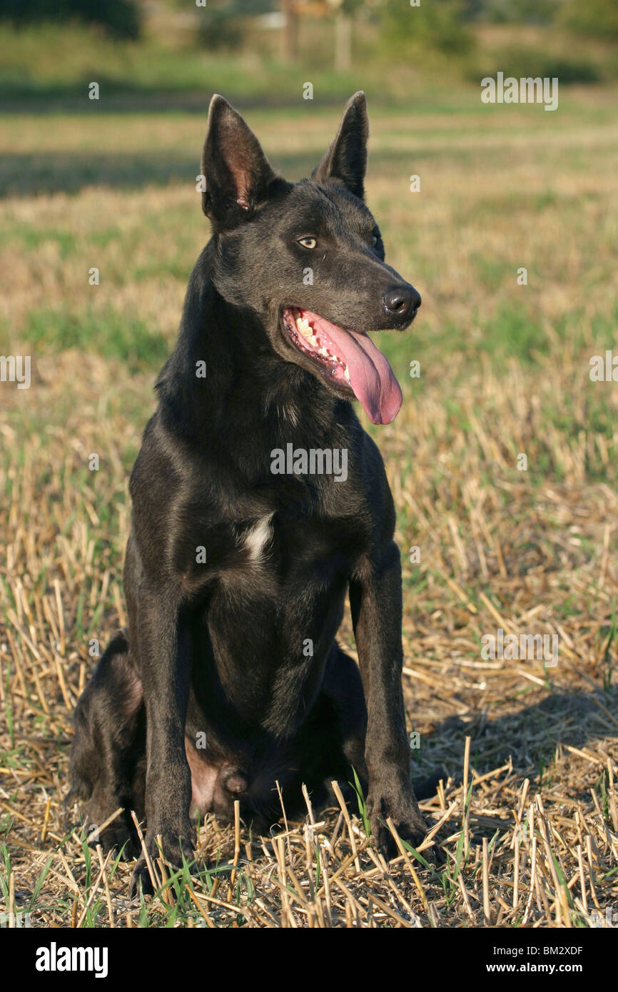 sitzender / sitting Australian Kelpie Stock Photo - Alamy