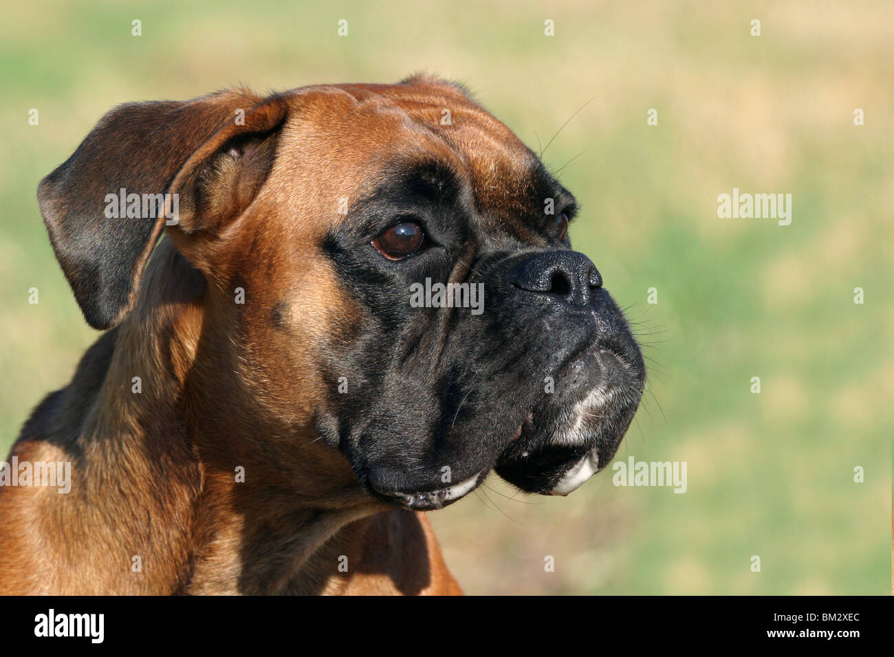 Deutscher Boxer Portrait Stock Photo - Alamy