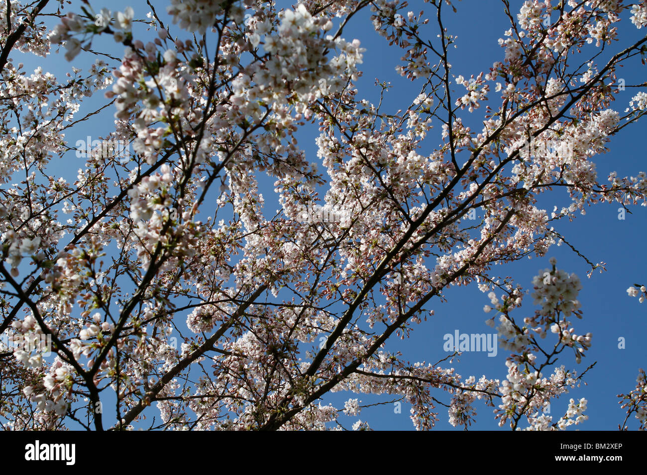 Blossoms showing the start of spring. Short DOF Stock Photo - Alamy