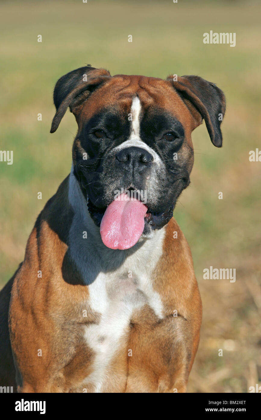 Deutscher Boxer Portrait Stock Photo - Alamy