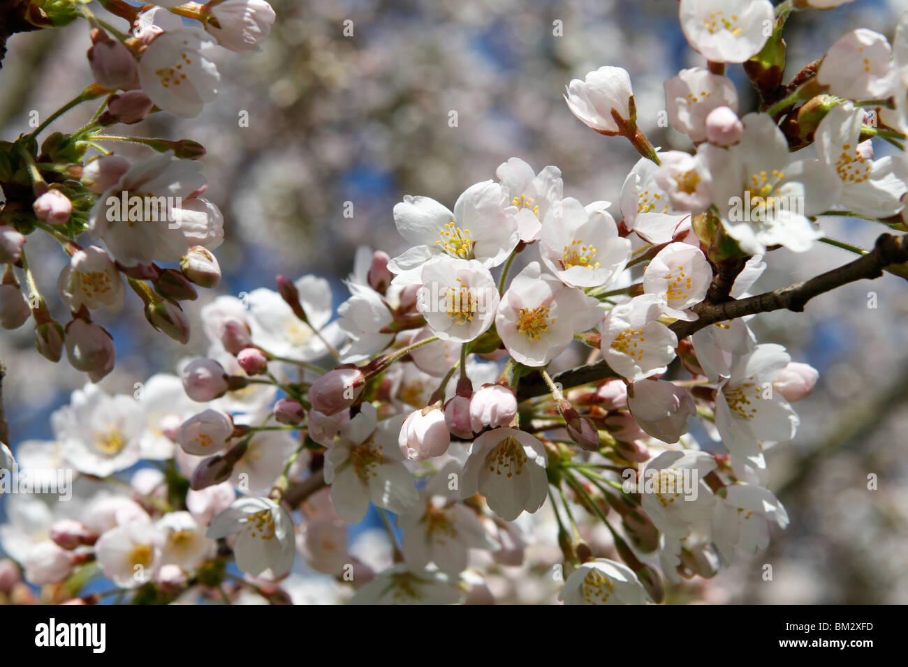 Short dof hi-res stock photography and images - Alamy