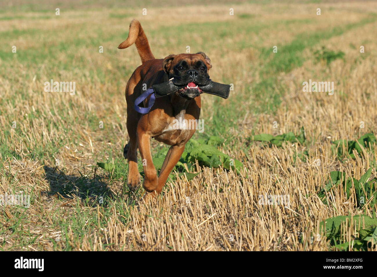 rennender / running Deutscher Boxer Stock Photo - Alamy