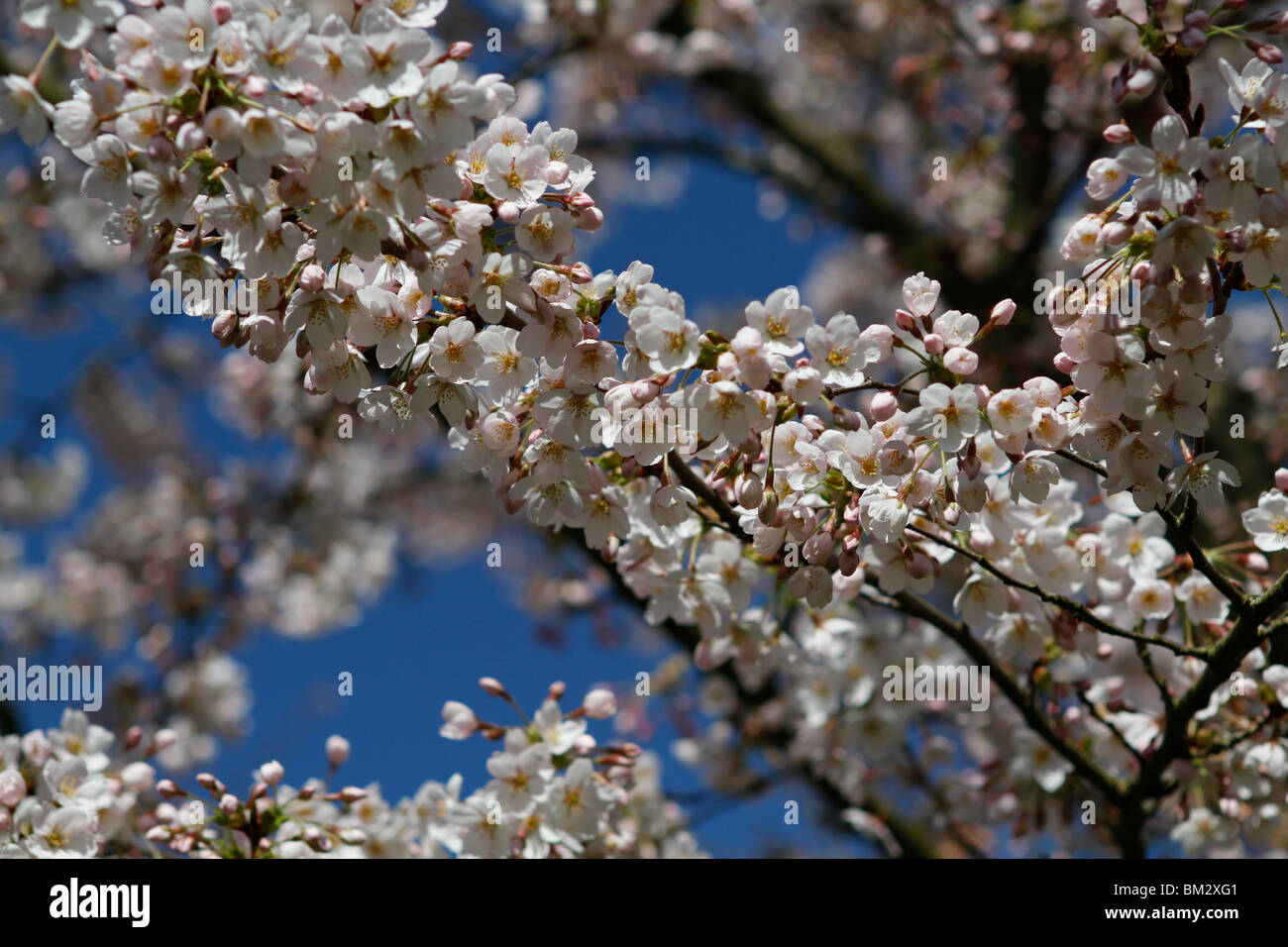 Blossoms showing the start of spring. Short DOF Stock Photo - Alamy