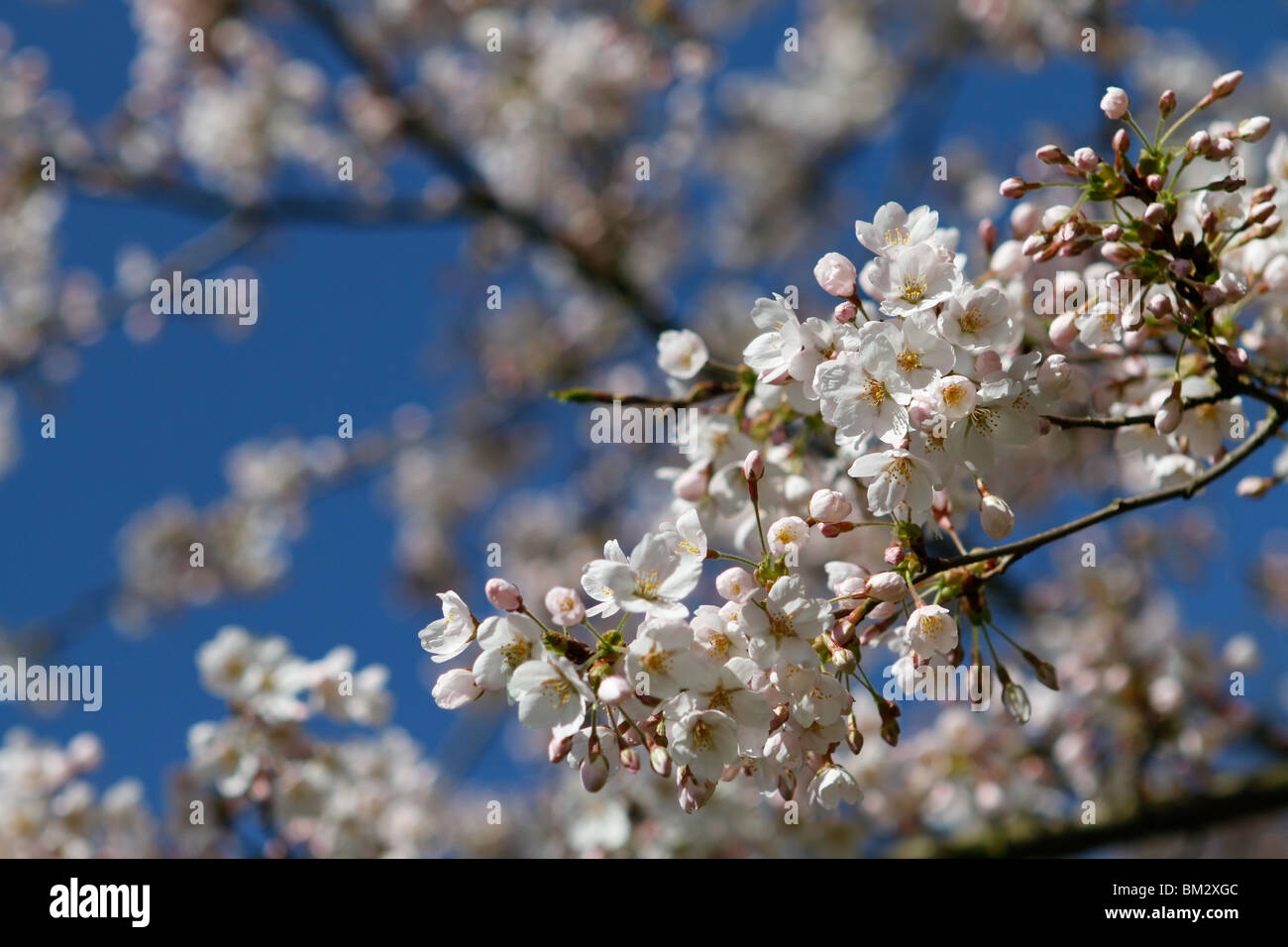 Blossoms showing the start of spring. Short DOF Stock Photo - Alamy