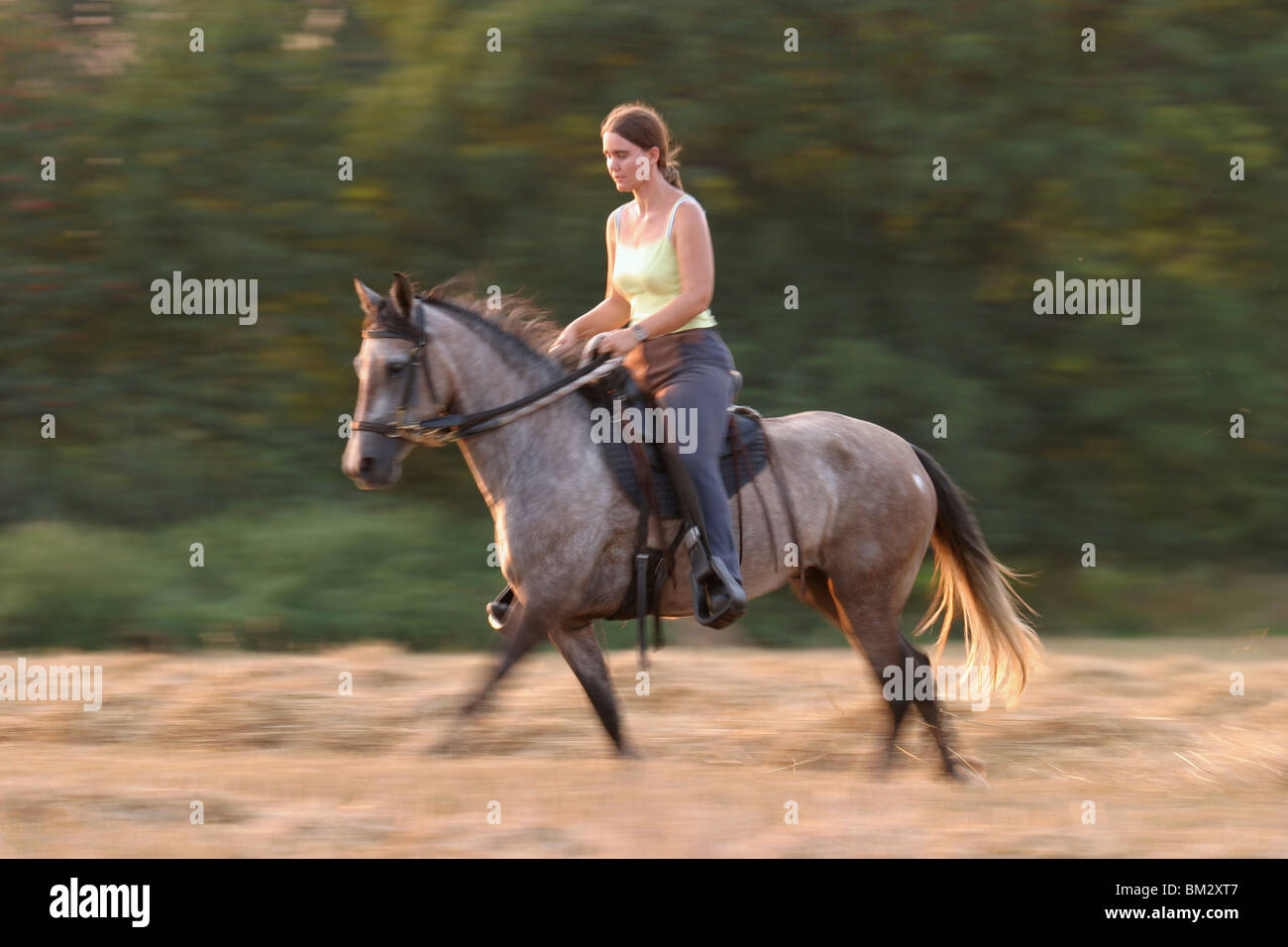 Pferd und Reiter / horse and horsewoman Stock Photo - Alamy