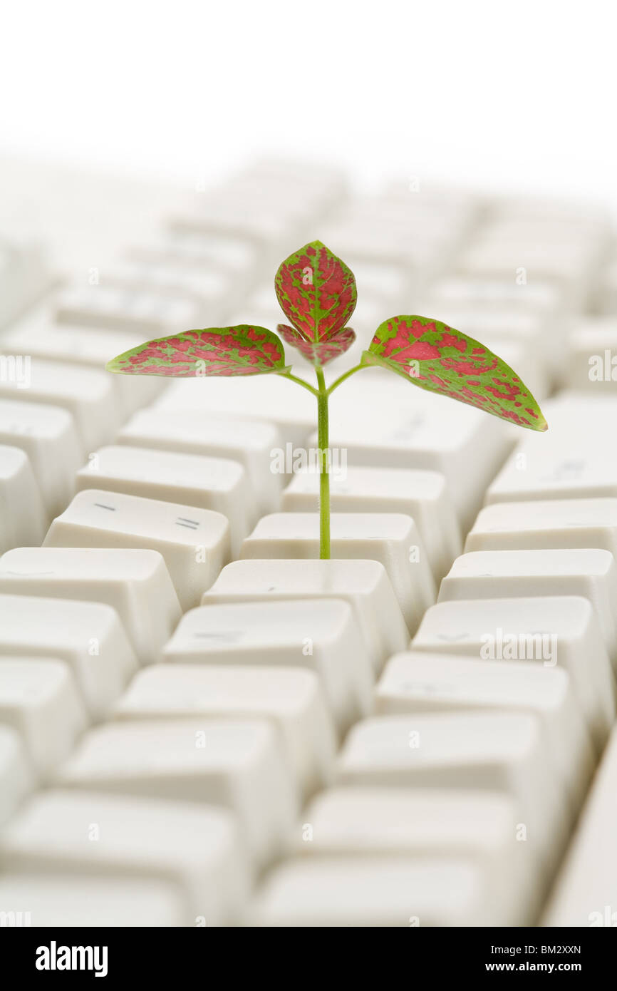 Computer Keyboard and sprout, concept of learning Stock Photo - Alamy