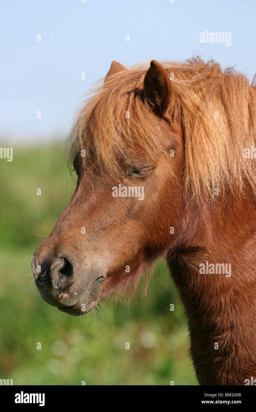 Ein kleines pony hi-res stock photography and images - Alamy