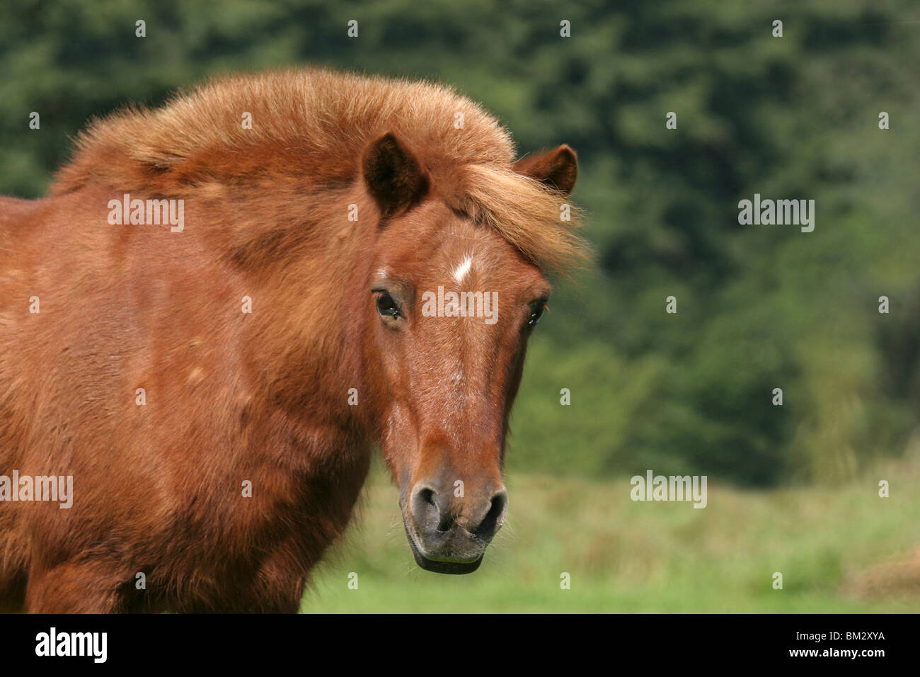 Shetland Pony Portrait Stock Photo - Alamy