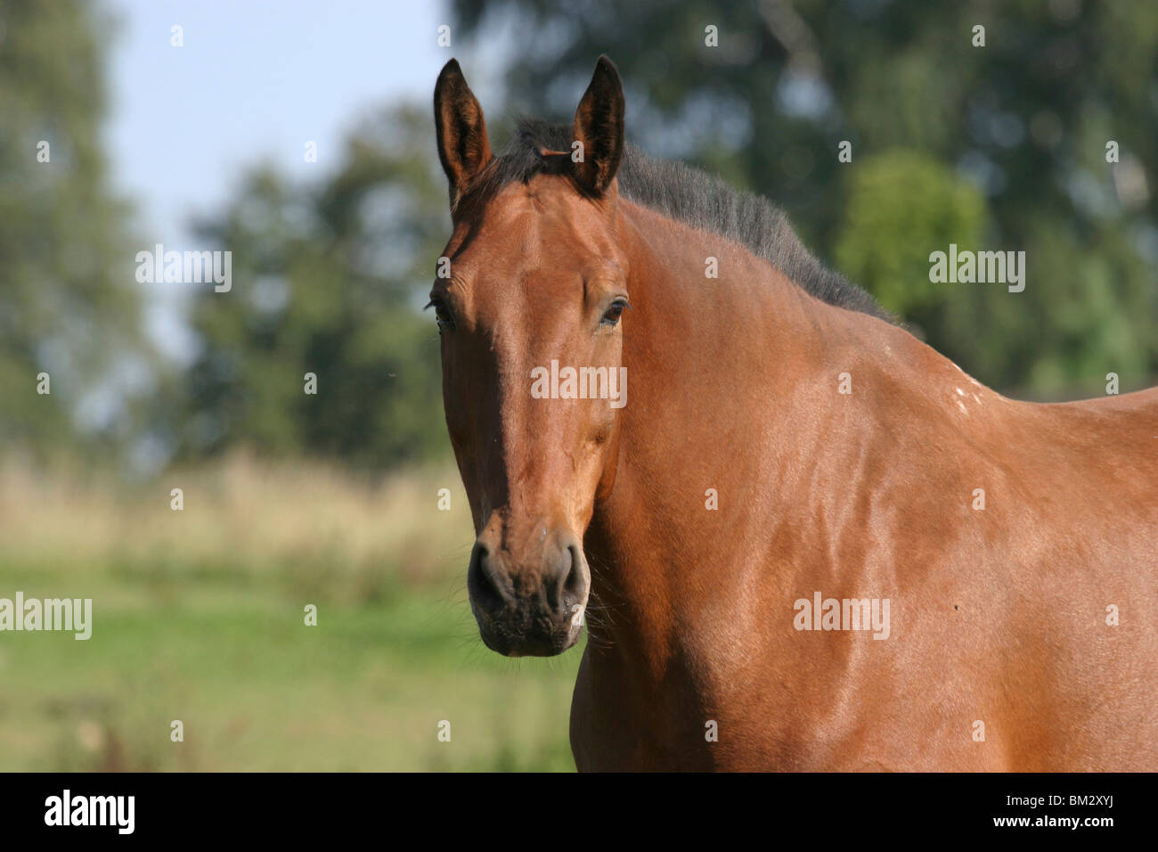 Pferd brauner kopf hi-res stock photography and images - Alamy