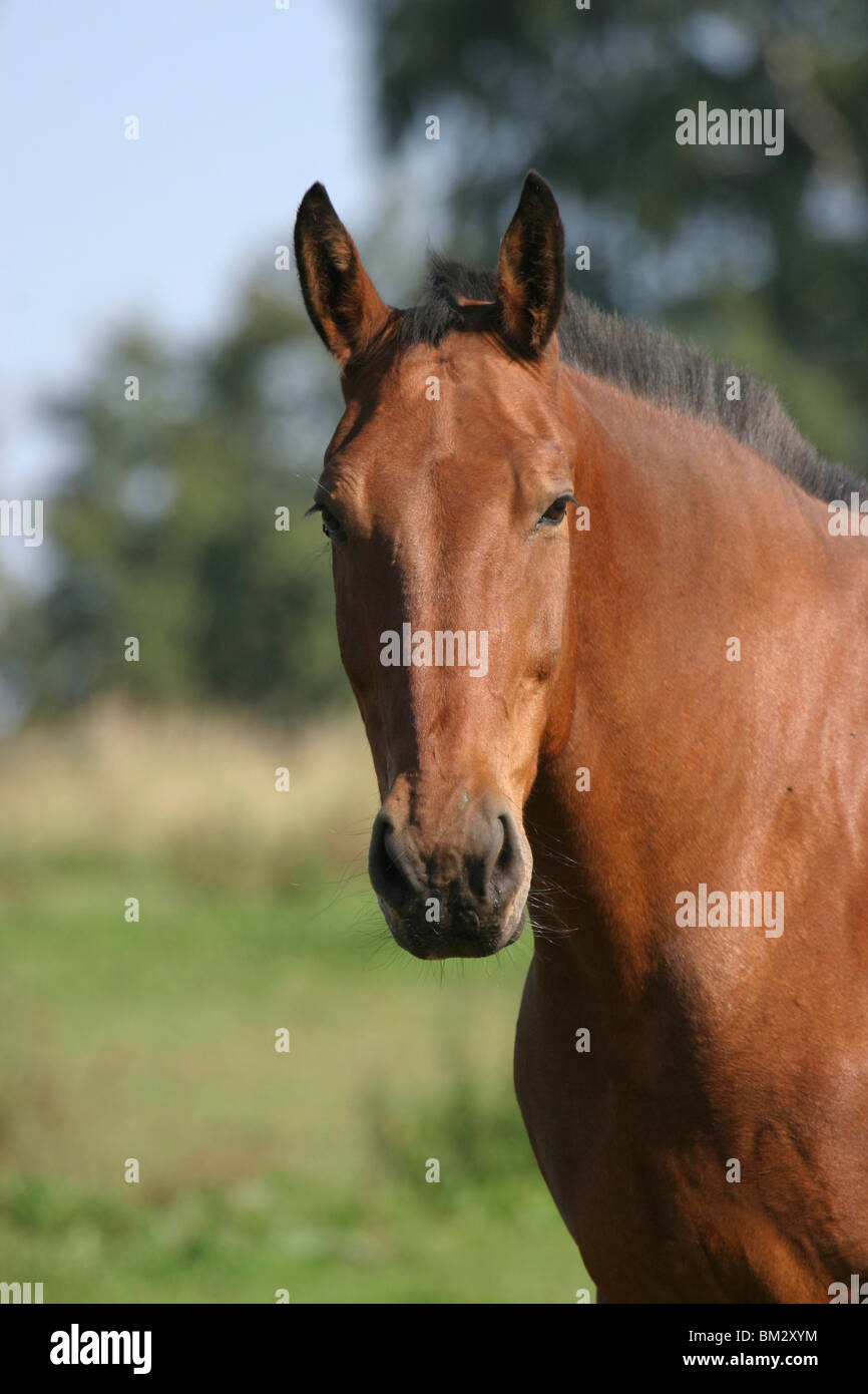 Braun brauner hi-res stock photography and images - Alamy