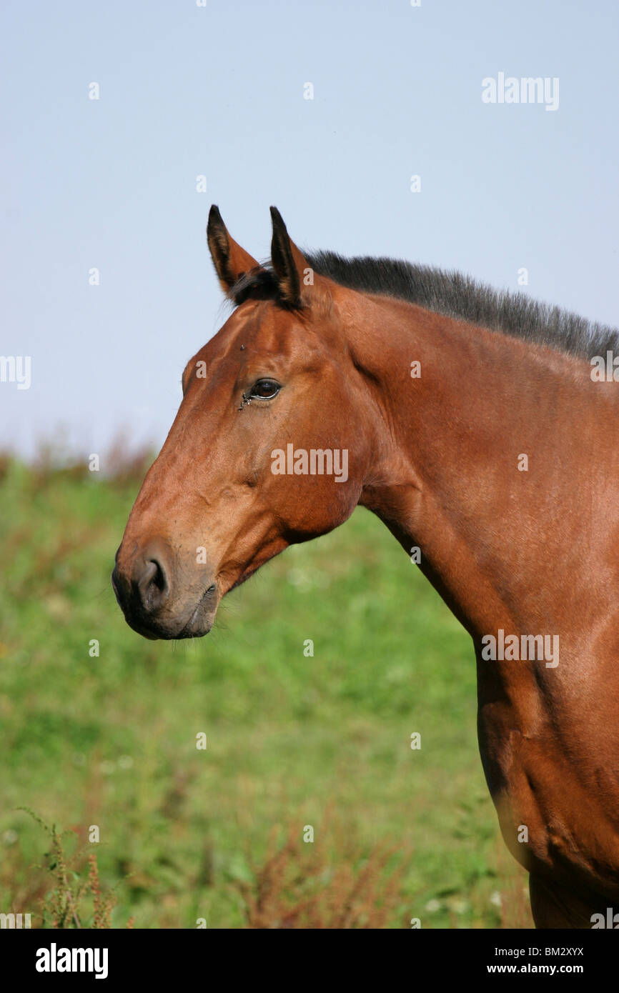 Pferd brauner kopf hi-res stock photography and images - Alamy