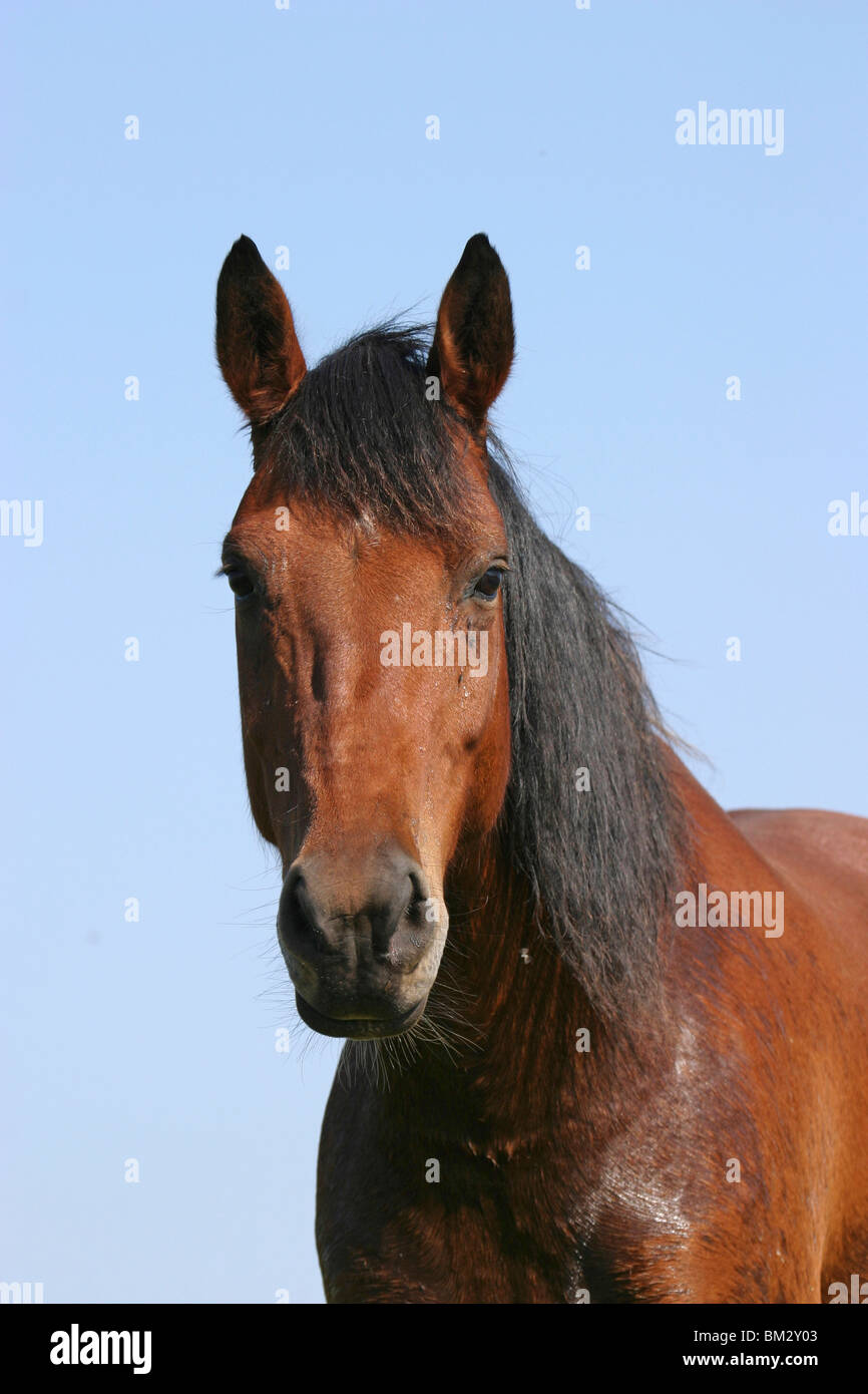 Pferd brauner kopf hi-res stock photography and images - Alamy