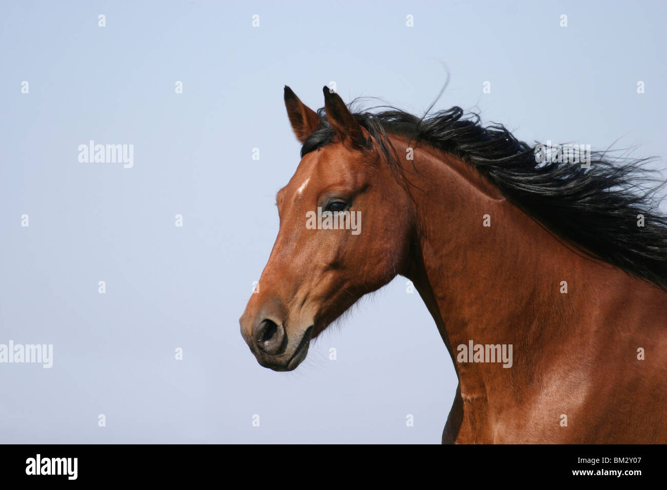 Pferd brauner kopf hi-res stock photography and images - Alamy