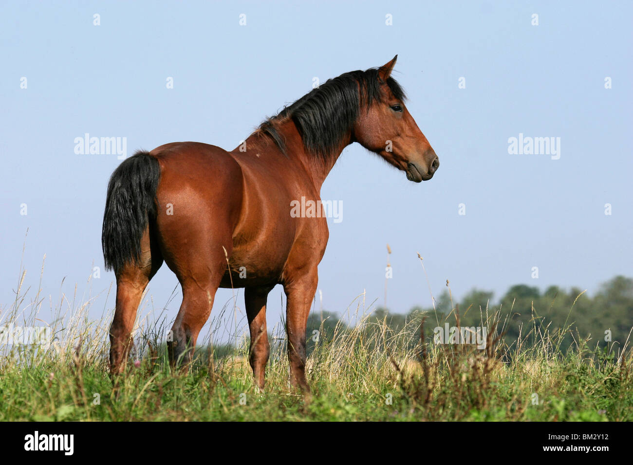 braunes Pferd / brown horse Stock Photo - Alamy