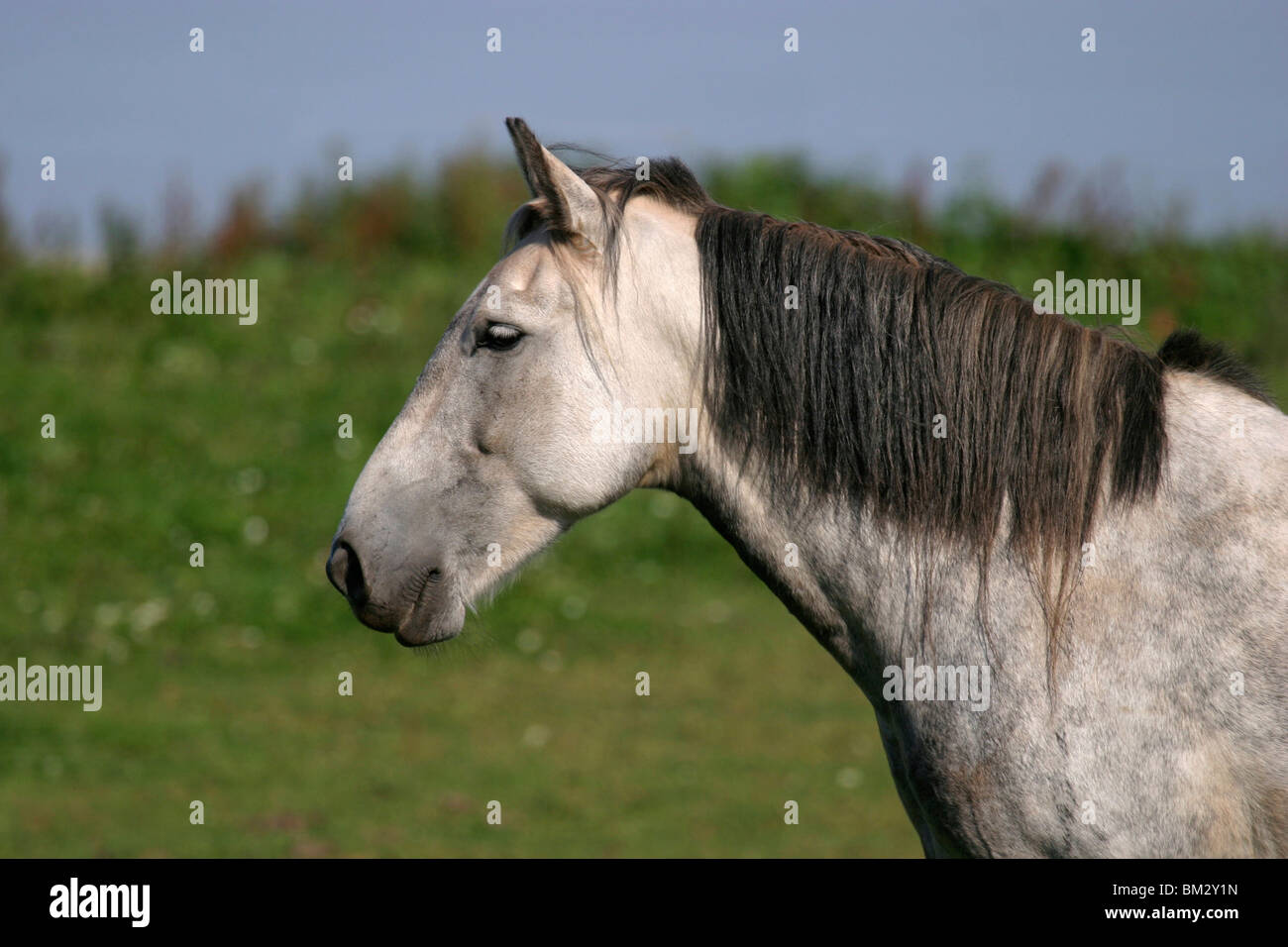 Criollos horse hi-res stock photography and images - Alamy