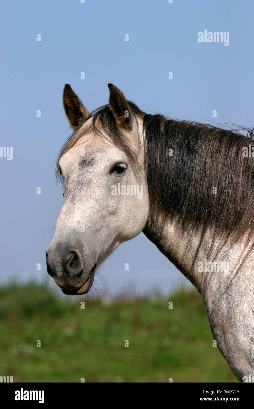 Criollos horse hi-res stock photography and images - Alamy