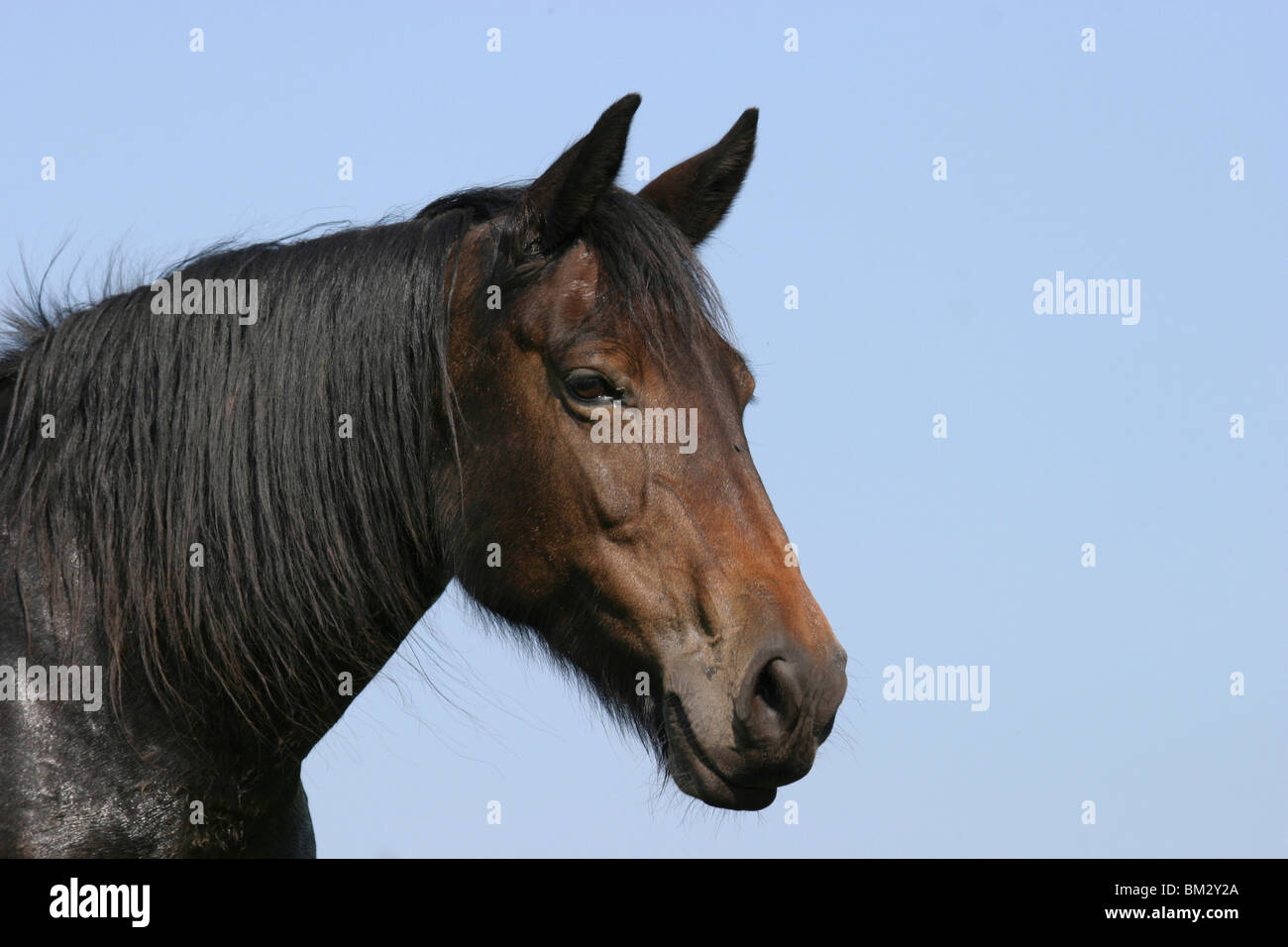 Pferd brauner kopf hi-res stock photography and images - Alamy
