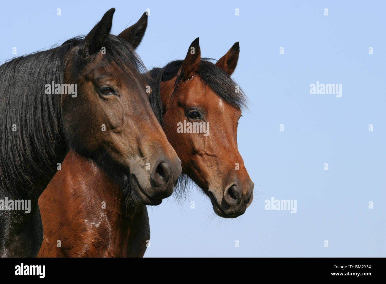 Doppelportrait hi-res stock photography and images - Alamy