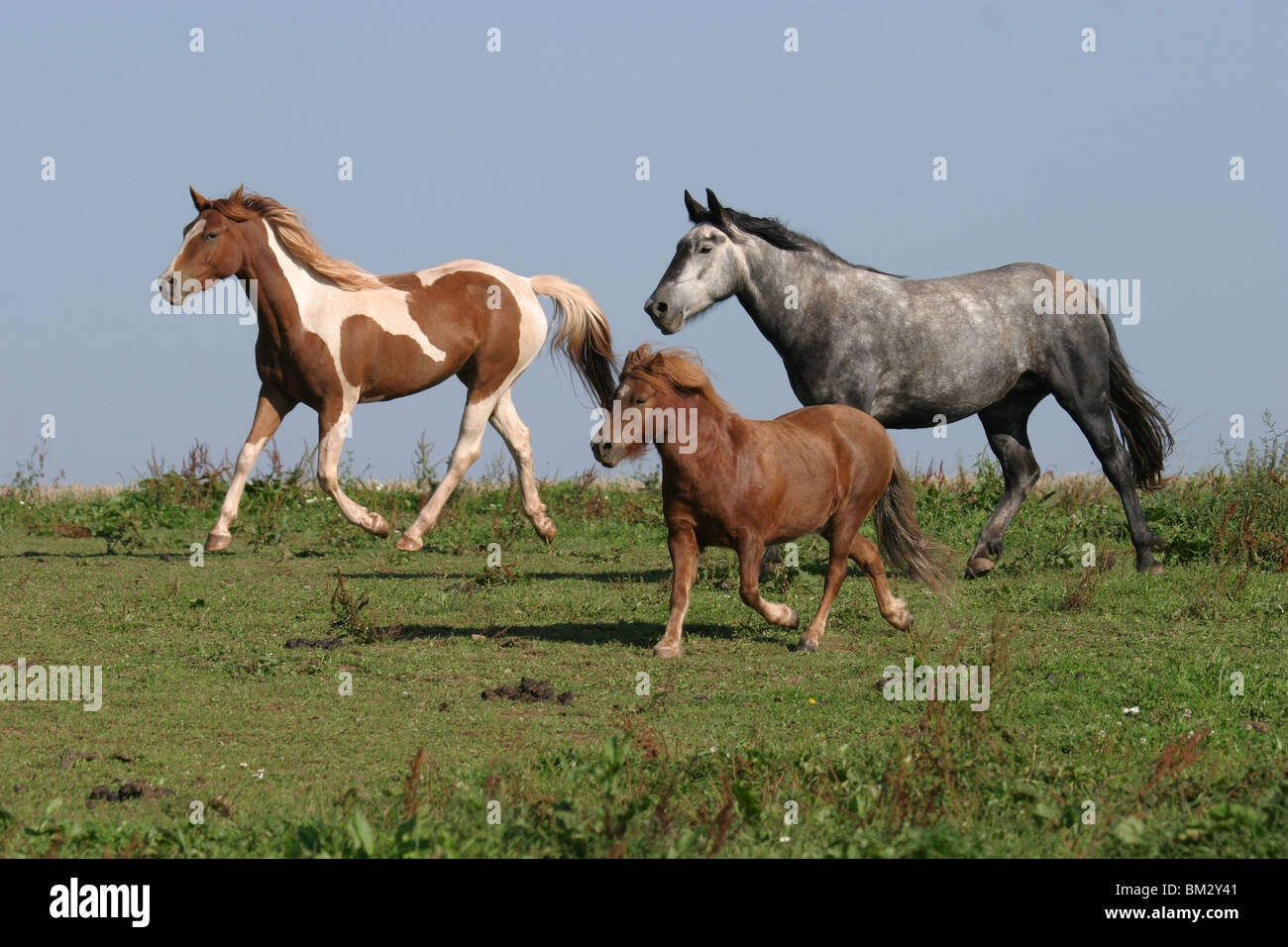 Pferd auf der weide hi-res stock photography and images - Alamy
