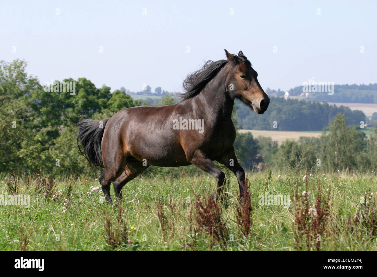 galoppierendes Pferd / running Criollo Stock Photo - Alamy