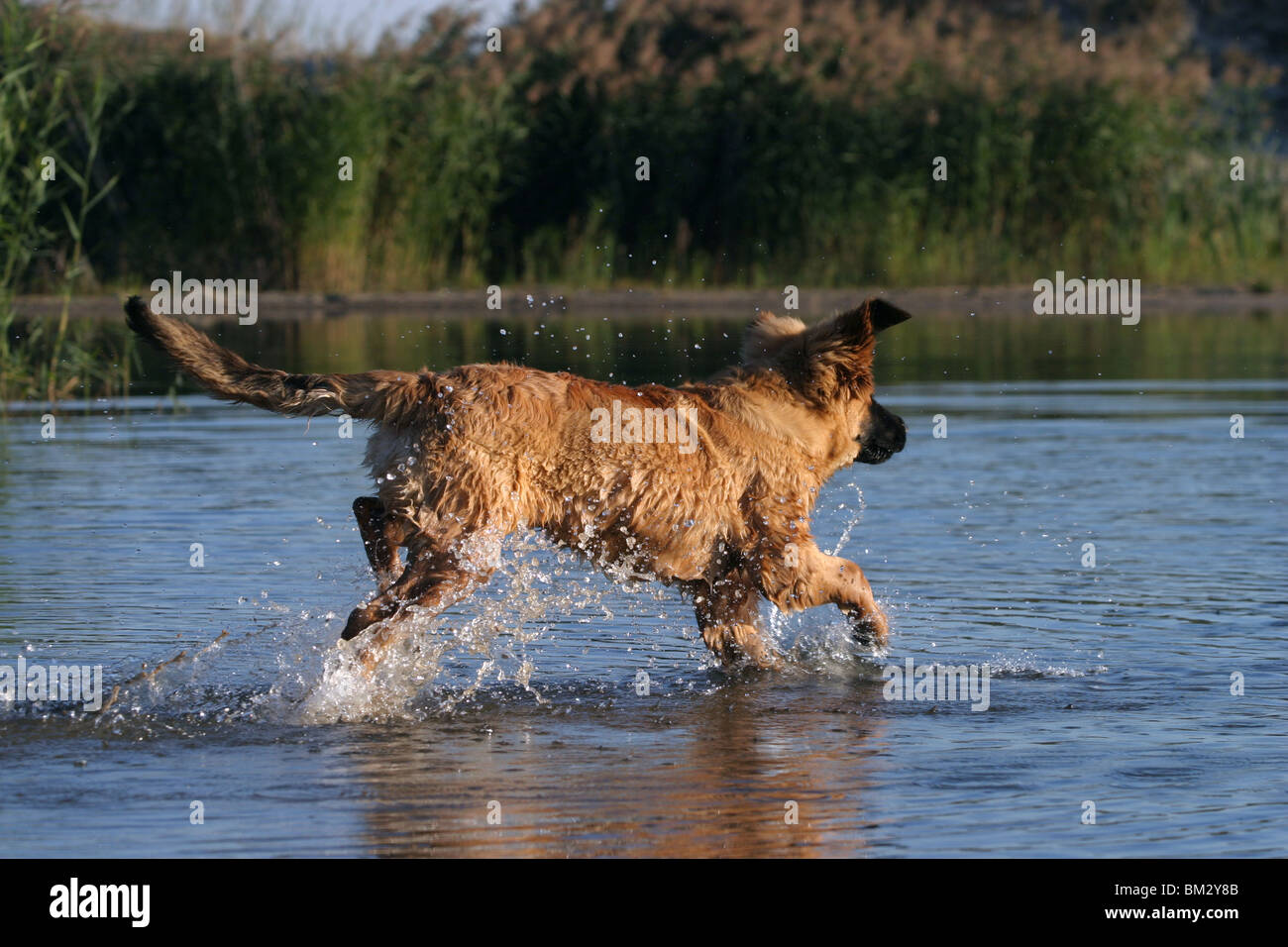 Leonberger running hi-res stock photography and images - Alamy